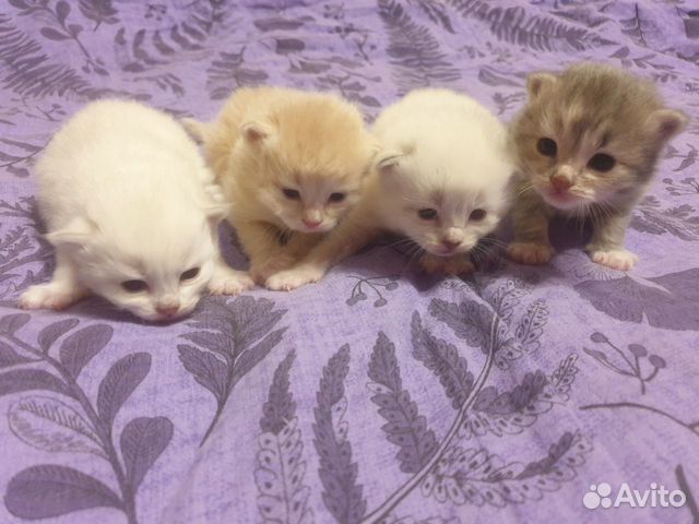 Невские маскарадные, сибирские котята