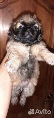 Собаки щенки