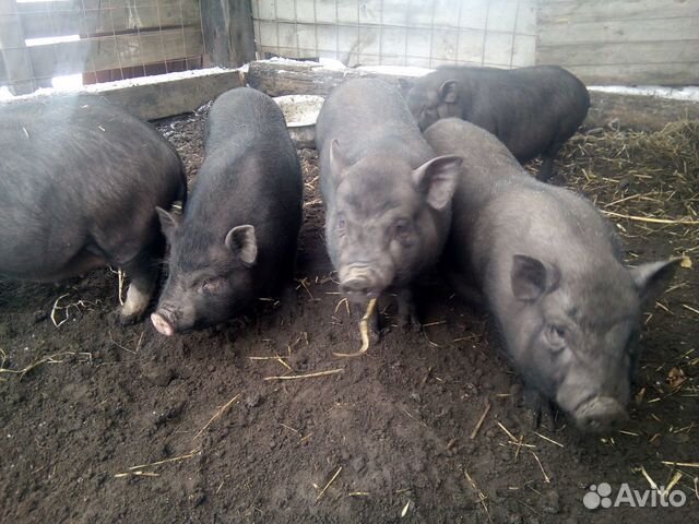 Вьетнамские хряк и свинка парой