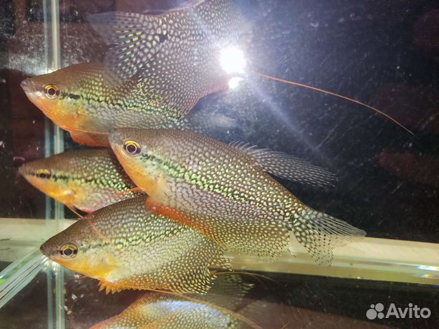 Жемчужиный Гурами