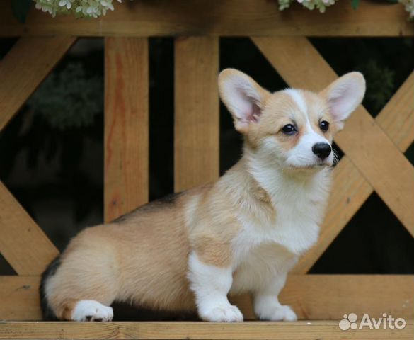 Вельштерьер