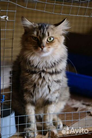 Молодая кошечка Адель