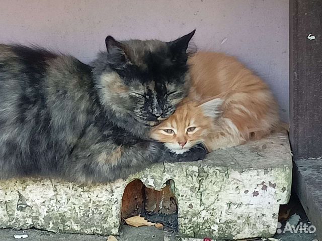 Котята в добрые руки бесплатно рыжие