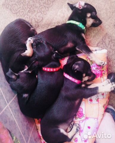 Чихуахуа щенки