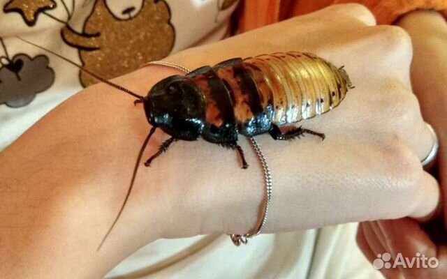 Мадагаскарские тараканы