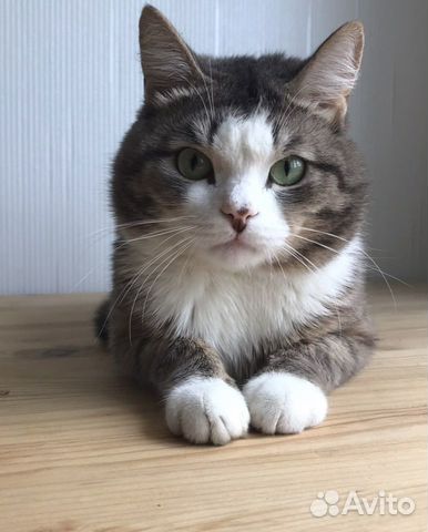 Кошки бесплатно