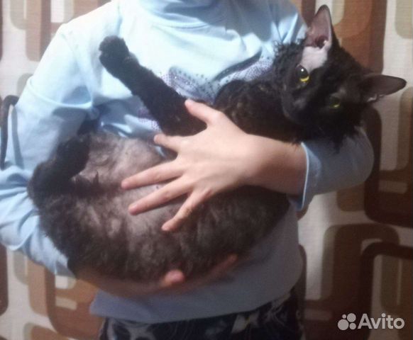 Кот вязка бесплатно