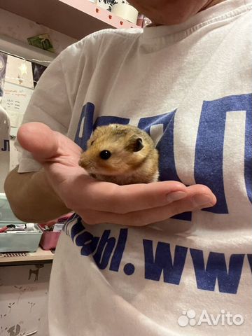 Сирийский хомяк с клеткой