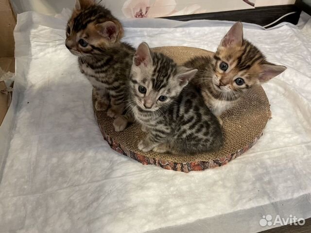 Бенгальские котята