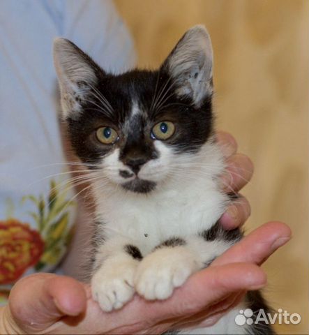 Спасенный из люка котёнок ищет дом и счастье