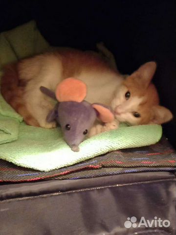 Котенок в добрые руки