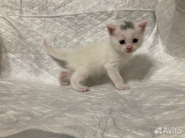 Котята