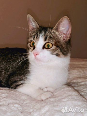 Котенок Тесса ищет дом