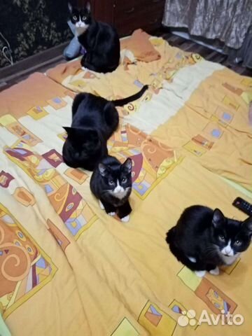 На первом плане: мальчик Бородач и девочка Маняша