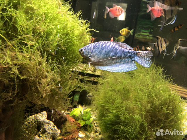 Боция клоун, скалярии, гуппи, гурами, барбусы, тер