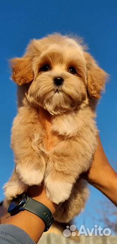 Мальчик красавчик мальтипу