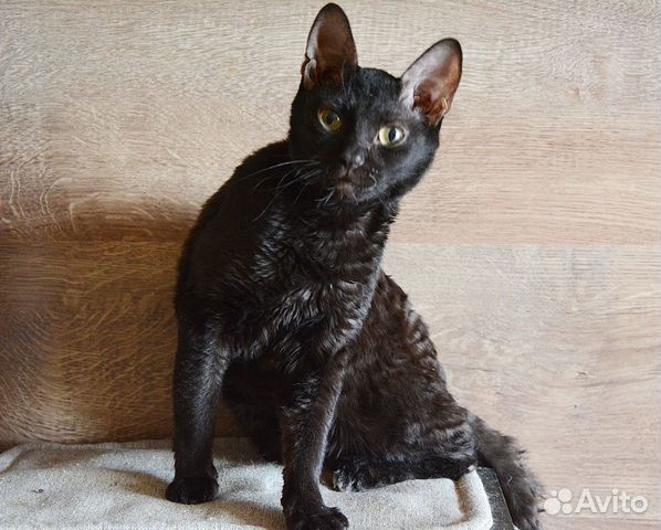 Чёрная кошечка,умница