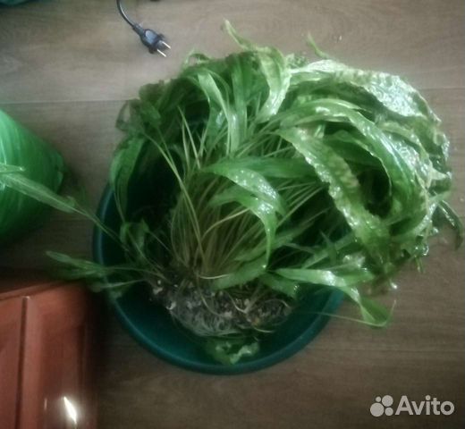 Растючка для аквариума