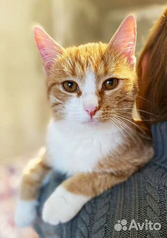 Рыжик с янтарными глазами