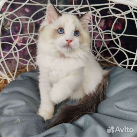 Девочка рэгдолл, Iris Kis Kis, родословная