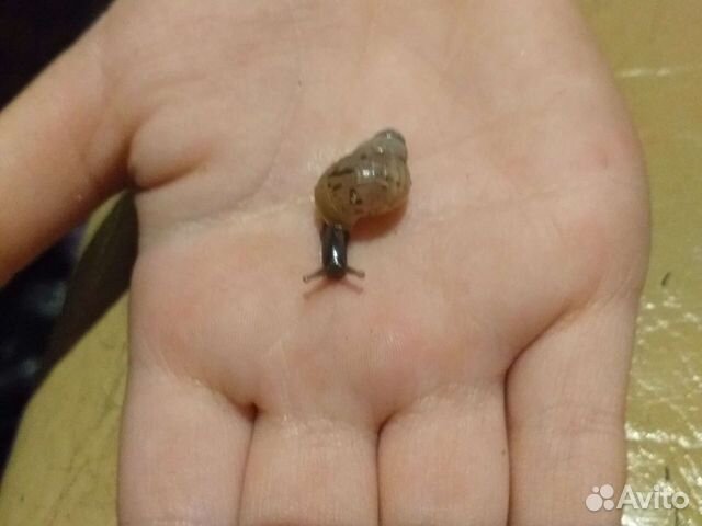 Сухопутная Улитка