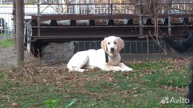 Лабрадор ретривер щенки