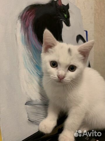 Котенок обыкновенный