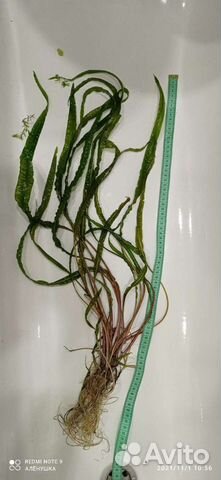 Криптокорина апоногетонолистная (Cryptocoryne apon