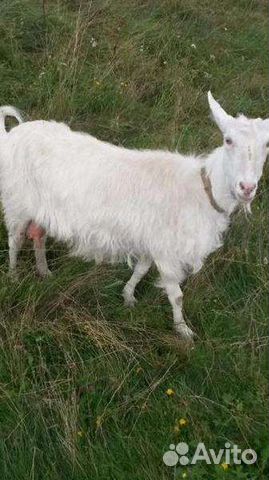 Коза дойная молочная