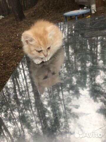 Котёнок ищет доброго хозяина)