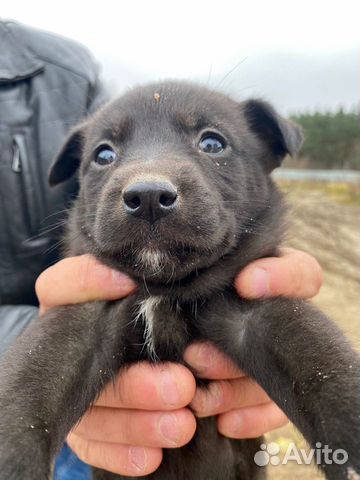 В дар Девочка 2 месяца в любящую семью