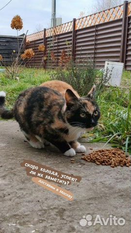 Трехцветный и рыжий котята ищут мампап