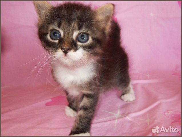 Милый котенок бесплатно мальчик