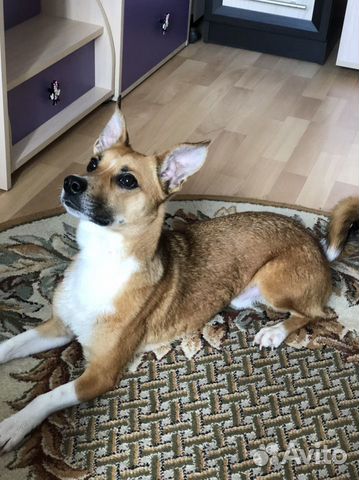 Собака в добрые руки