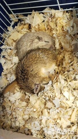 Подружки песчанки