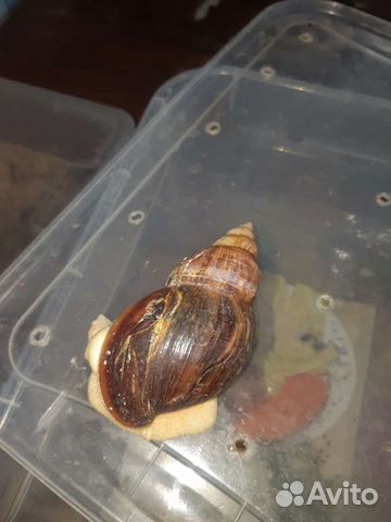 Улитки ахатины кладки