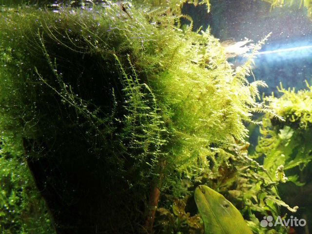 Мох стринг, string moss, аквариумное растение