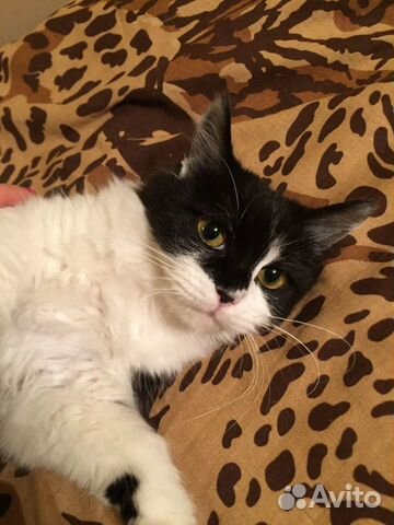 Персидские котята кошка