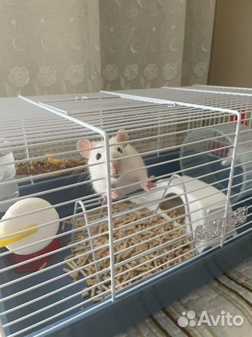 Отдам крысу с клеткой