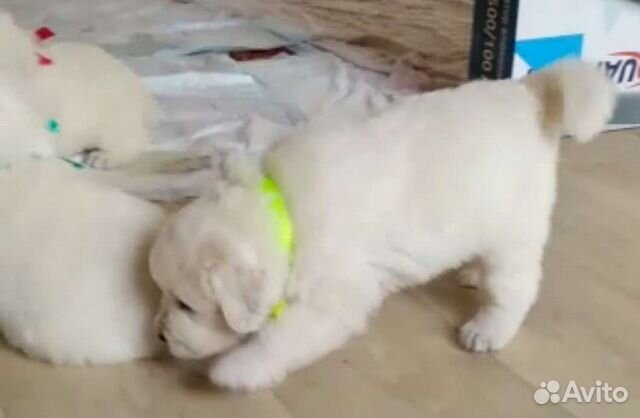 Щенки Мареммо-абруцкой овчарки