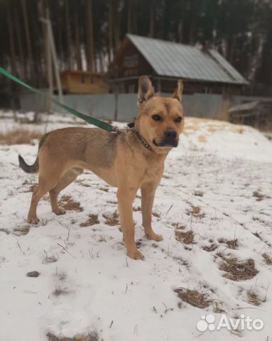 Собака мальчик молодой бесплатно