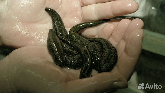 Пиявки медицинские