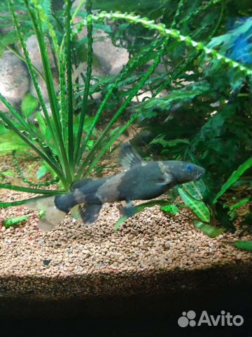 Сомик Сиамская Касатка 2 шт (пара )