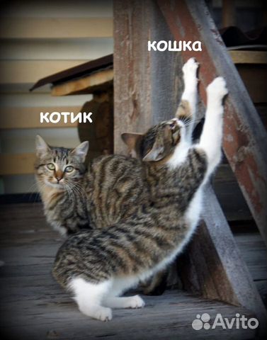 Кошки 5 мес. Бесплатно,в добрые ласковые руки. Ско