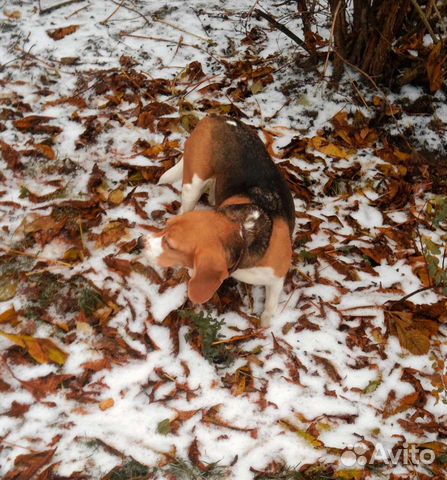 Бигль 6 лет девочка