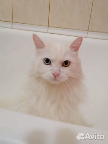 Котик с разными глазами в добрые руки