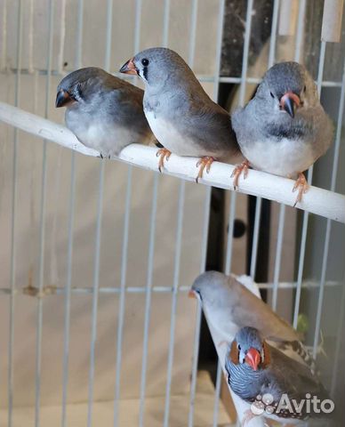 Зебровая амадина птенцы