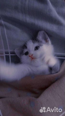 Котёнок (девочка) Бусинка