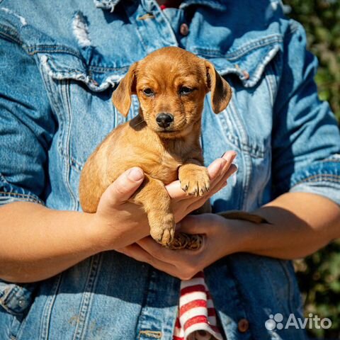 Щенки от мелкой собачки ищут лучшую семью