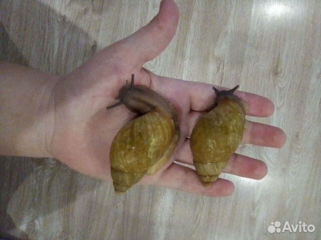 Улиточки архахатины папирацейи альбино шелл